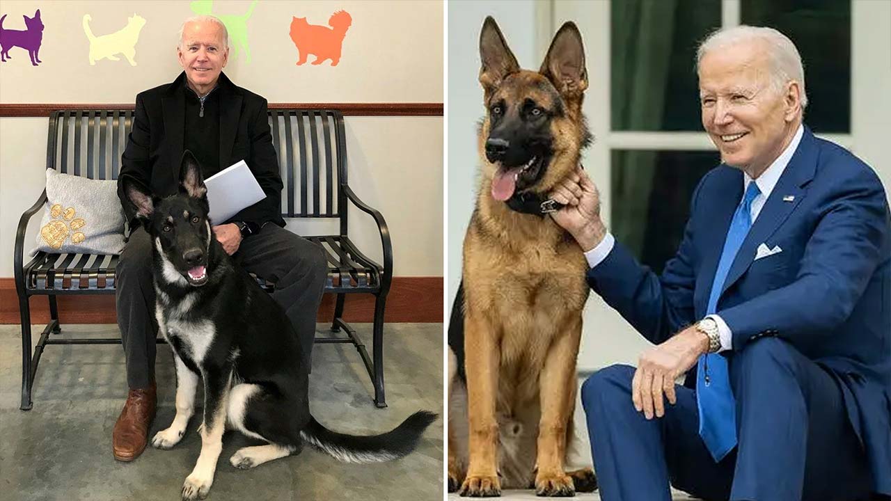 Joe Biden's New Dog Commander Has Bitten Seven People Hospitalizing A ...