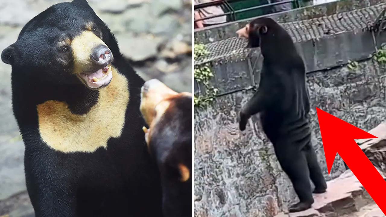 China Denies Sun Bear Viral Video Shows Human In Costume - Anthony ...